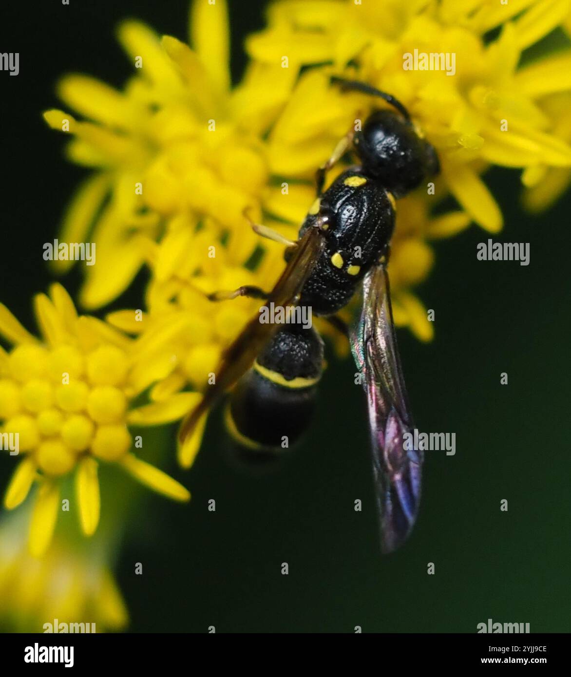 Canadian Potter Wasp (Symmorphus canadensis Stock Photo - Alamy