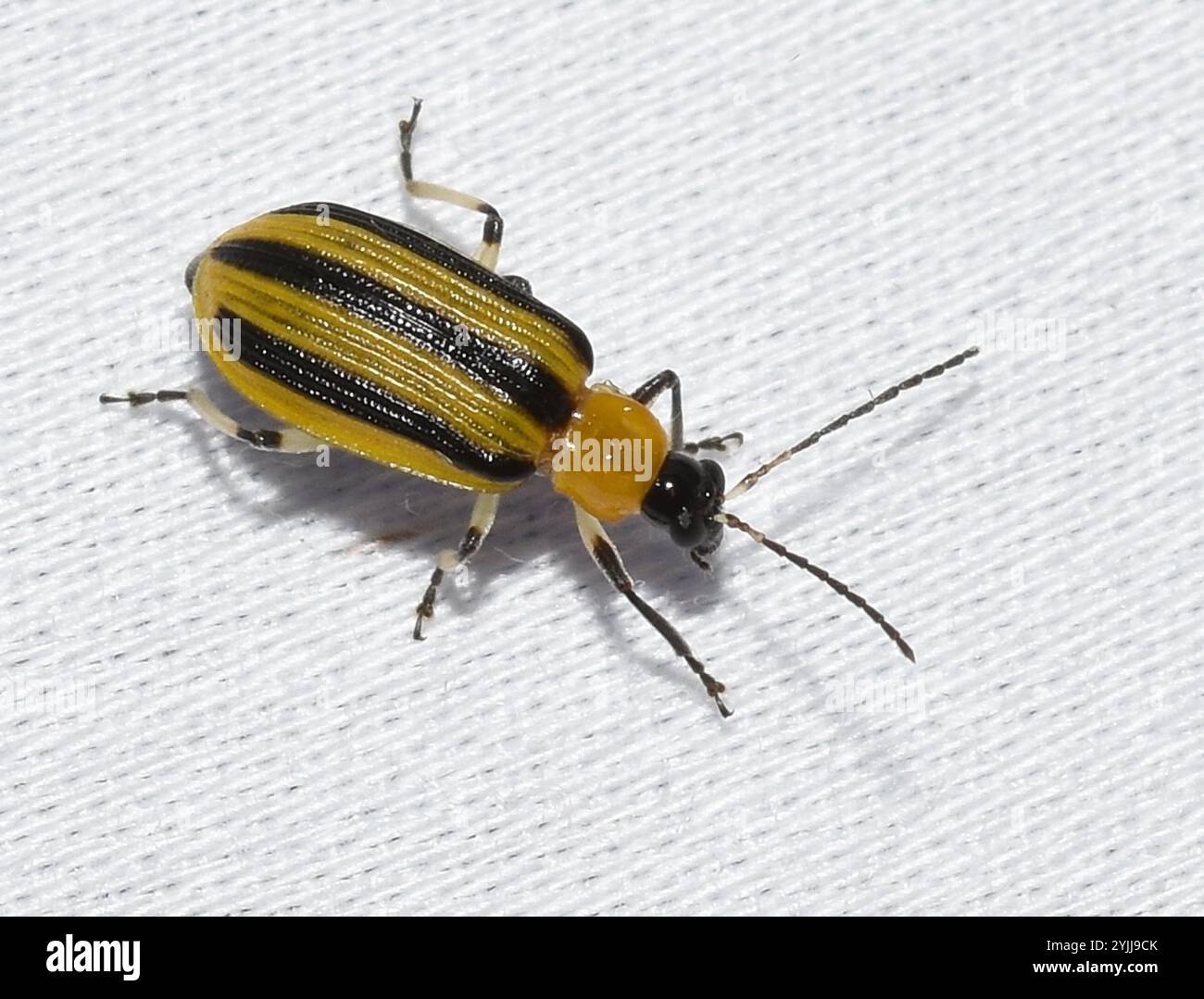 Striped Cucumber Beetle (Acalymma vittatum Stock Photo - Alamy