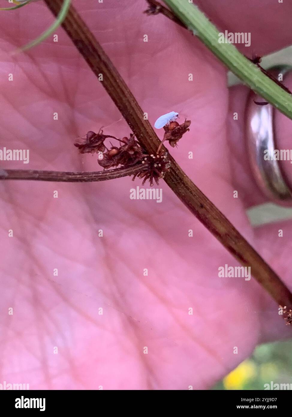 Dusty-winged Lacewings (Coniopterygidae Stock Photo - Alamy