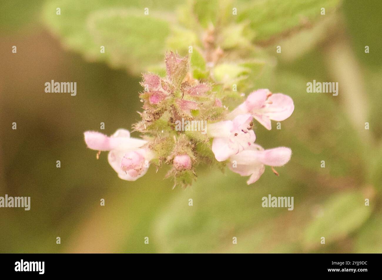 Rough Hedgenettle (Stachys rigida Stock Photo - Alamy