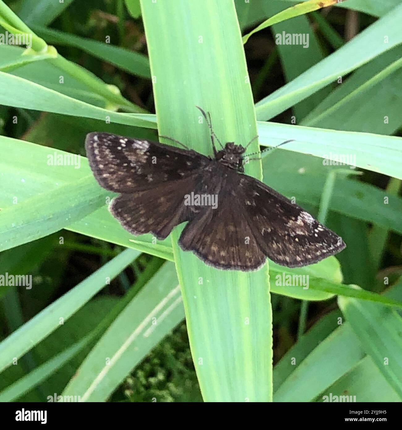 Wild Indigo Duskywing (Erynnis baptisiae Stock Photo - Alamy