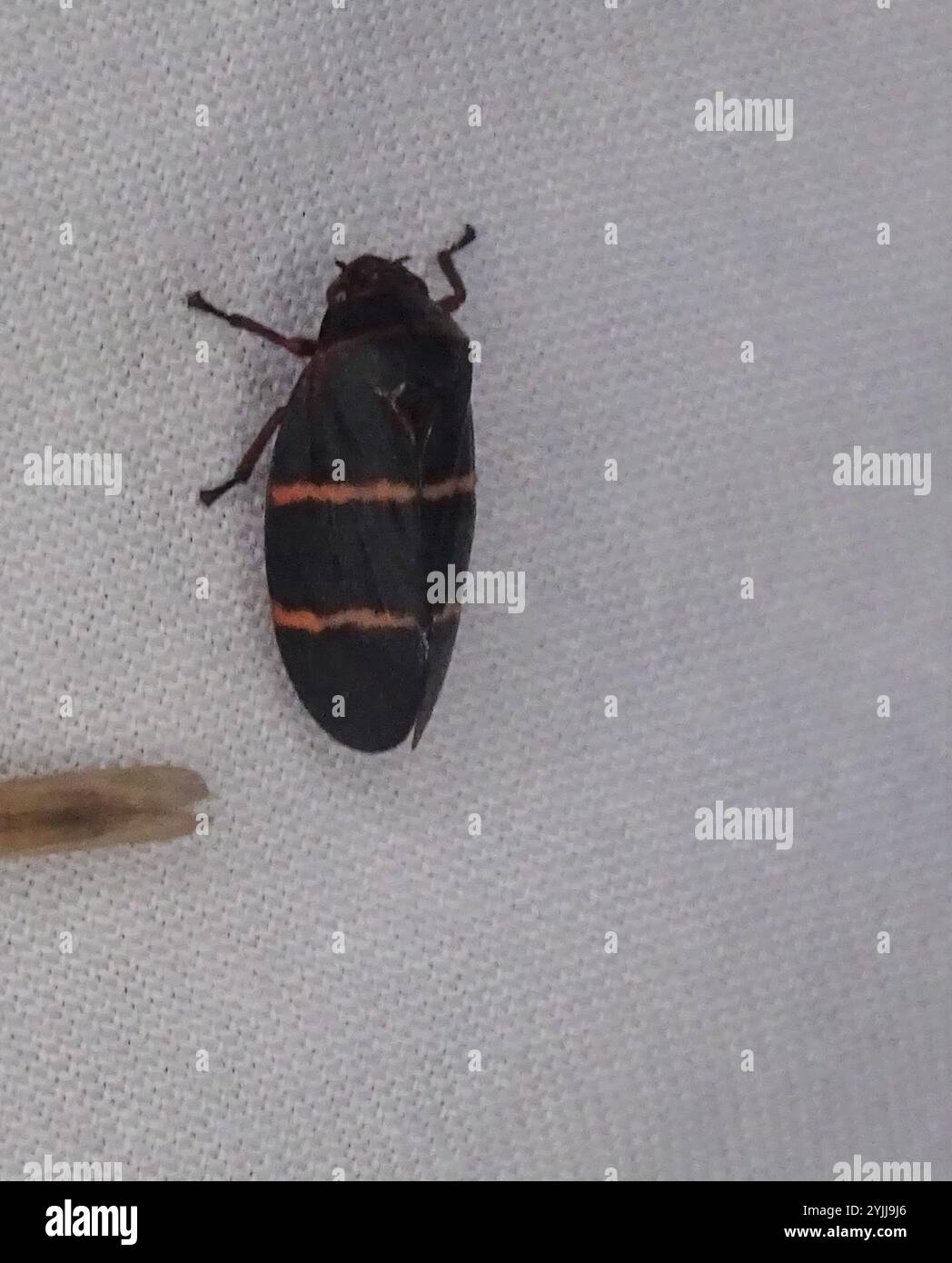 Two-lined Spittlebug (Prosapia bicincta Stock Photo - Alamy