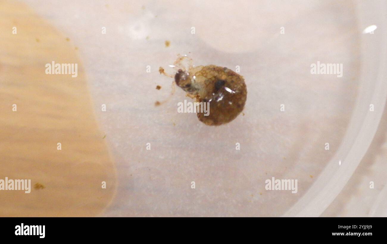 Spectacled Snail-case Caddisfly (Helicopsyche borealis Stock Photo - Alamy