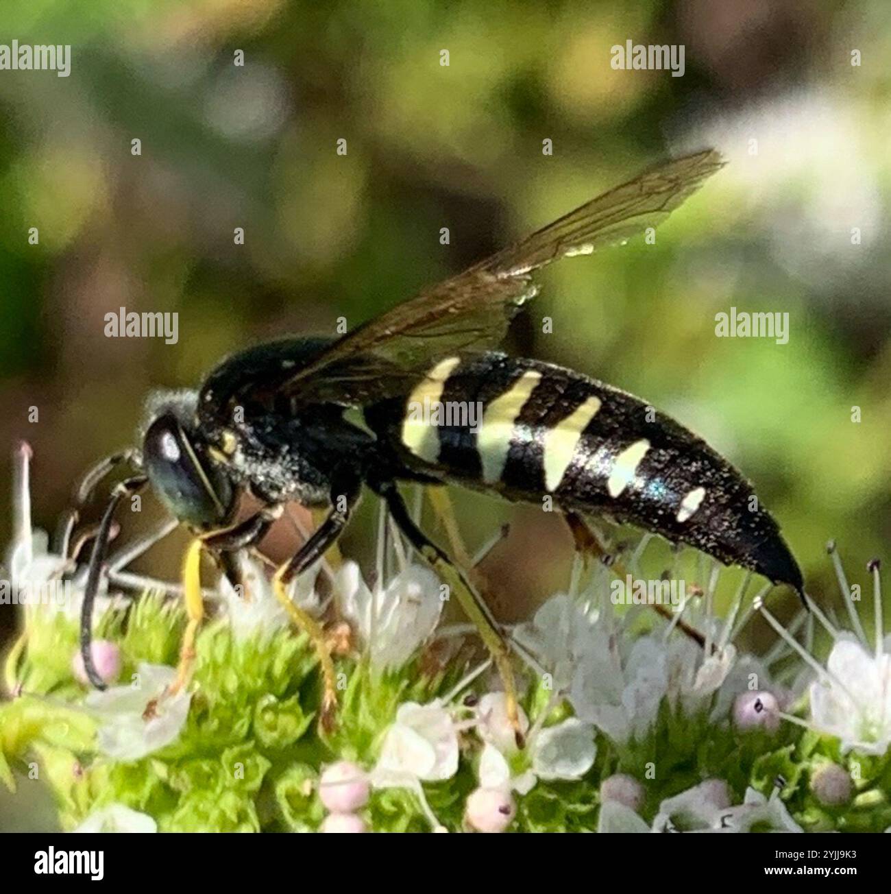 Four-banded Stink Bug Wasp (Bicyrtes quadrifasciatus Stock Photo - Alamy