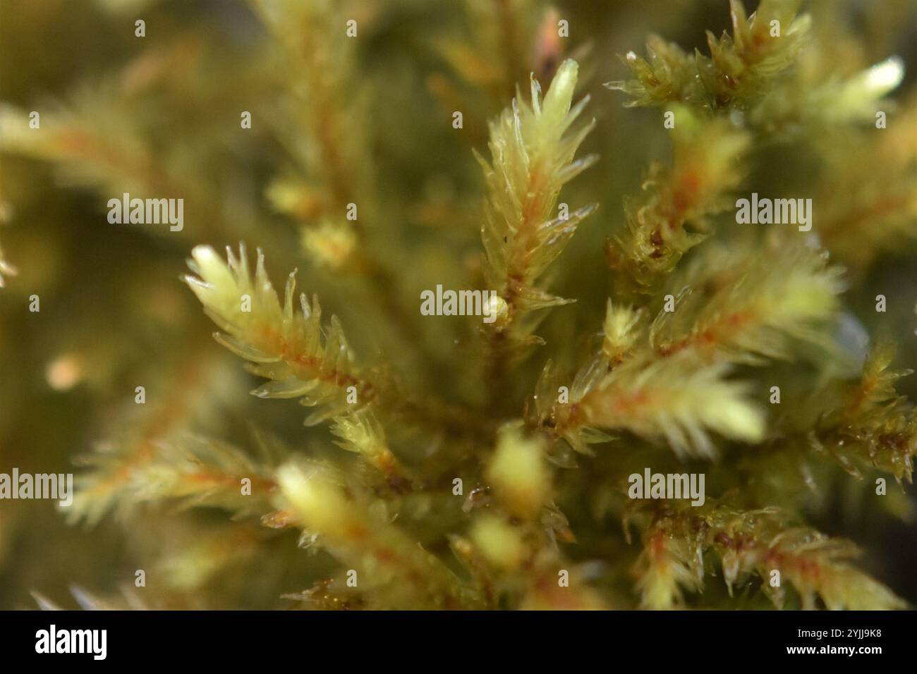 Climacium dendroides hi-res stock photography and images - Alamy