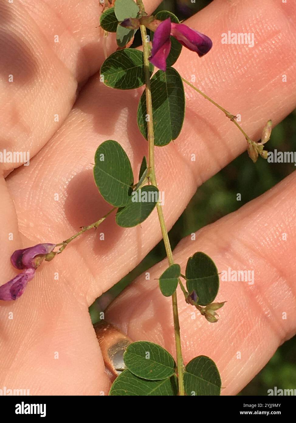 Lespedeza bicolor hi-res stock photography and images - Alamy