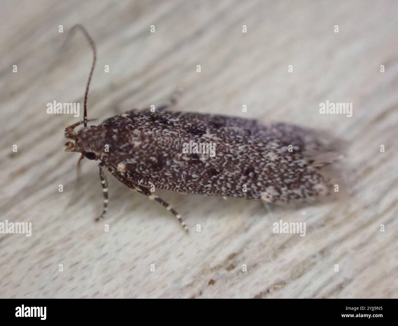 Dark Groundling (Bryotropha affinis Stock Photo - Alamy