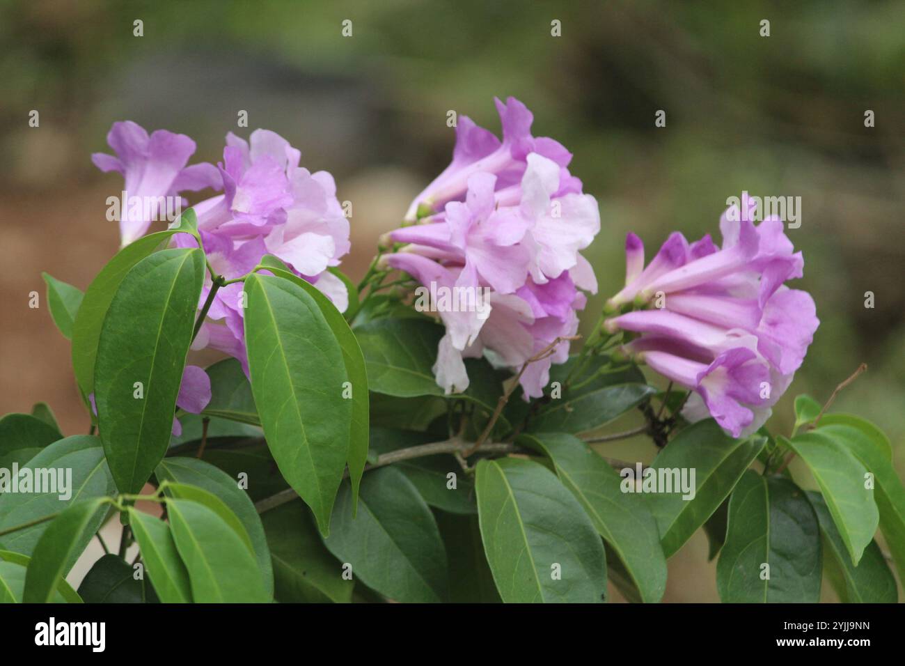 Garlic Vine (Mansoa alliacea Stock Photo - Alamy