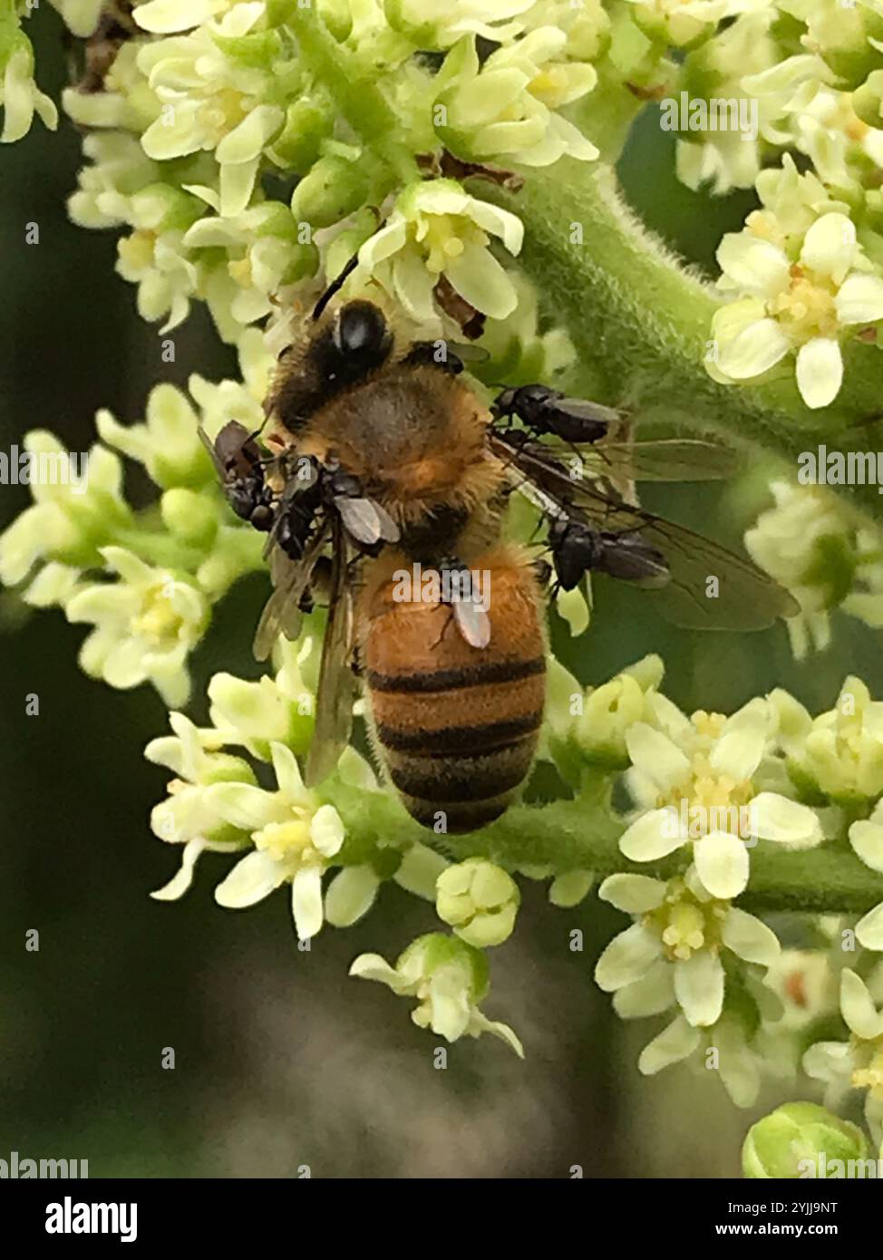 Freeloader Flies (Milichiidae Stock Photo - Alamy