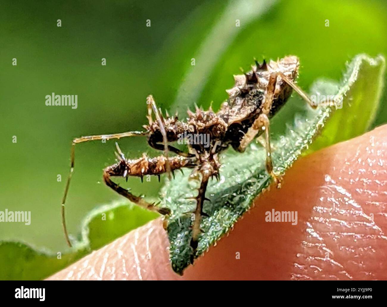 Spiny assassin bug hi-res stock photography and images - Alamy