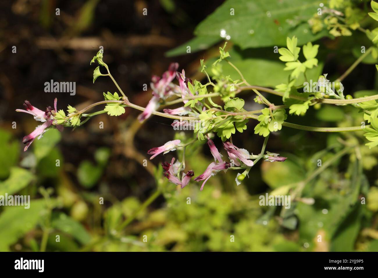 common ramping-fumitory (Fumaria muralis Stock Photo - Alamy