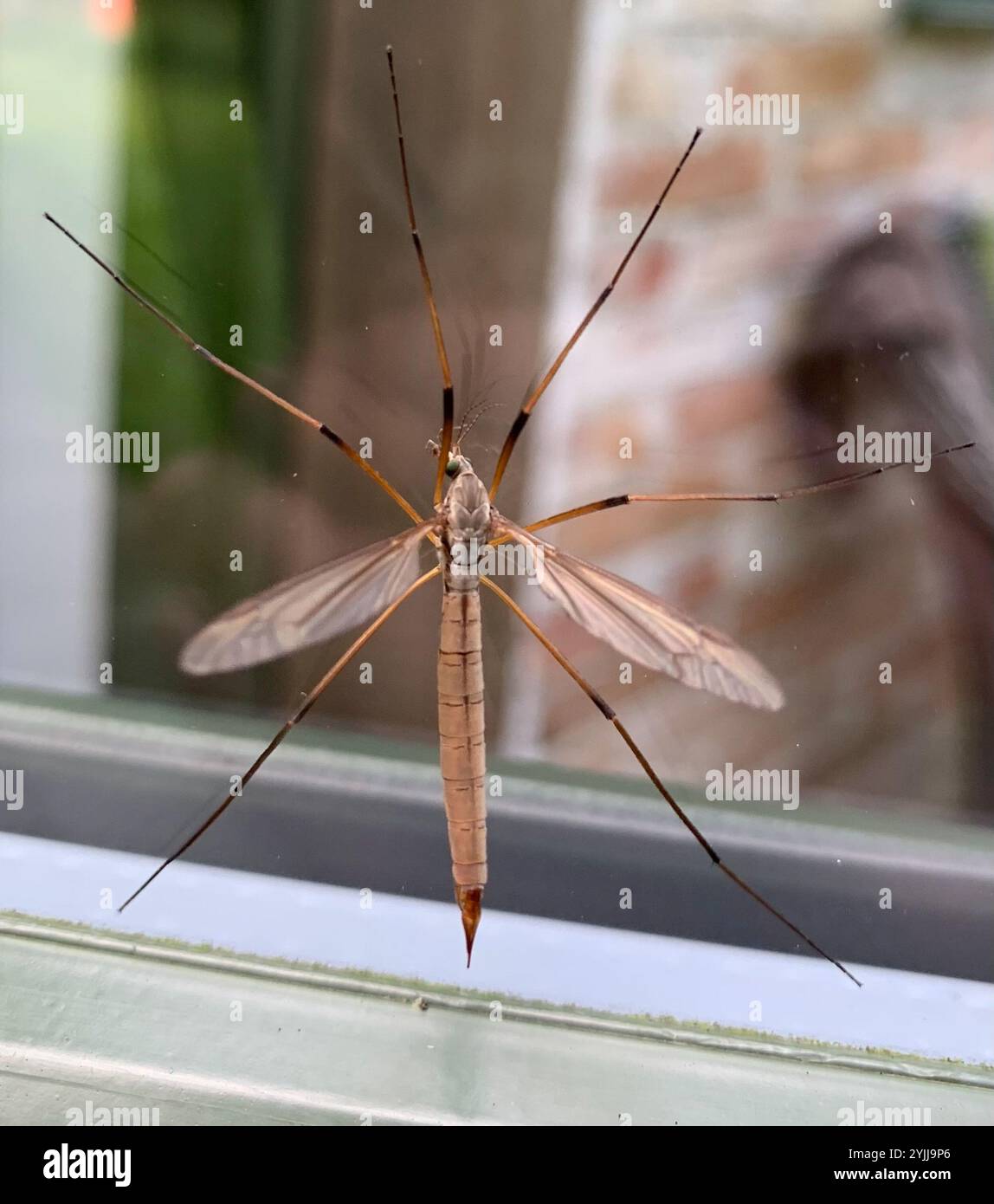 European Crane Fly (Tipula paludosa Stock Photo - Alamy
