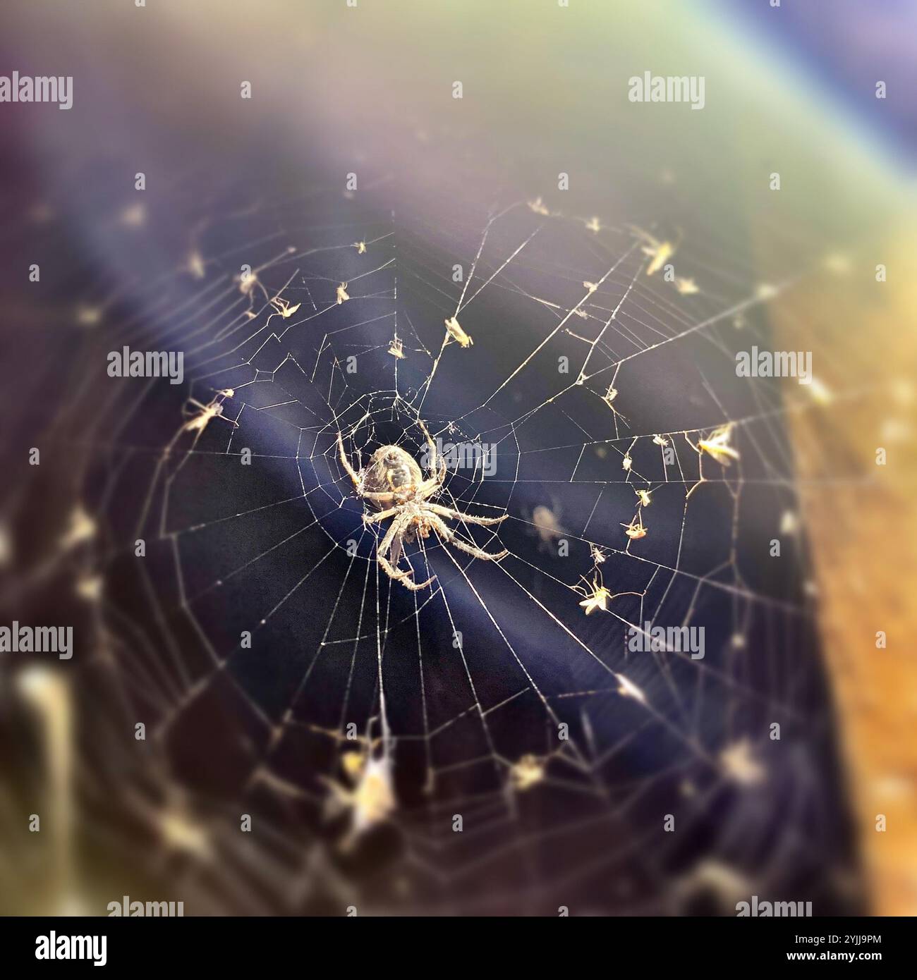 Grey Cross Spider (Larinioides sclopetarius Stock Photo - Alamy