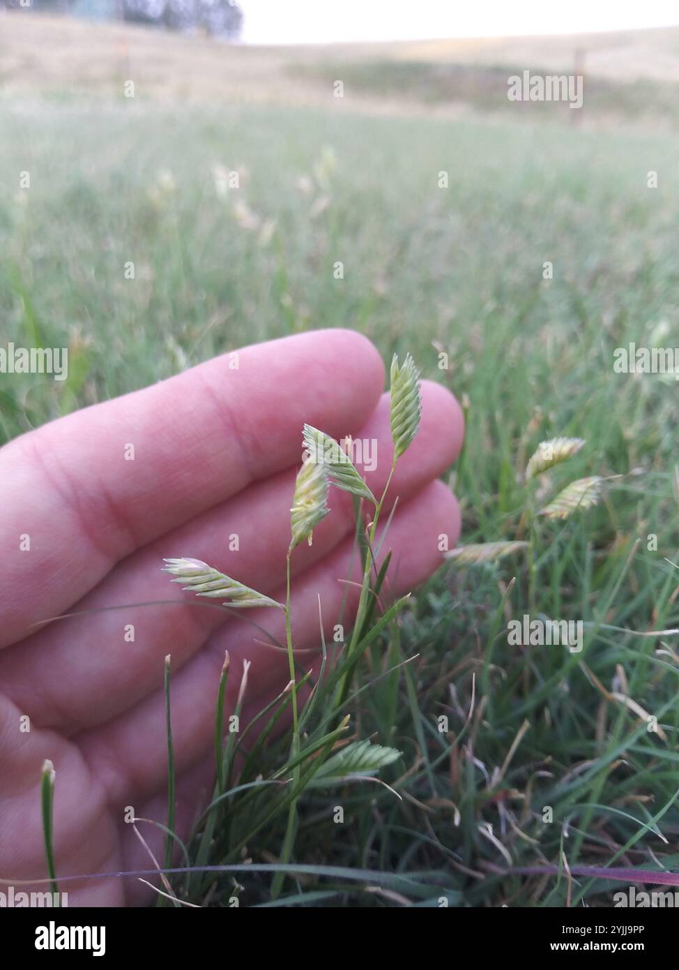 buffalograss (Bouteloua dactyloides Stock Photo - Alamy