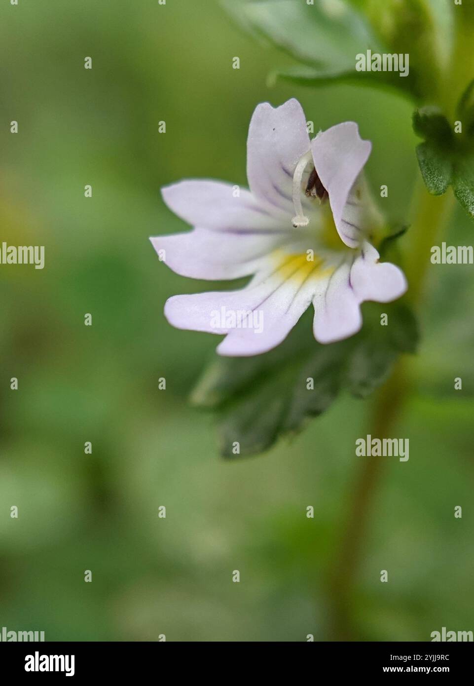 Common Eyebright (Euphrasia nemorosa Stock Photo - Alamy