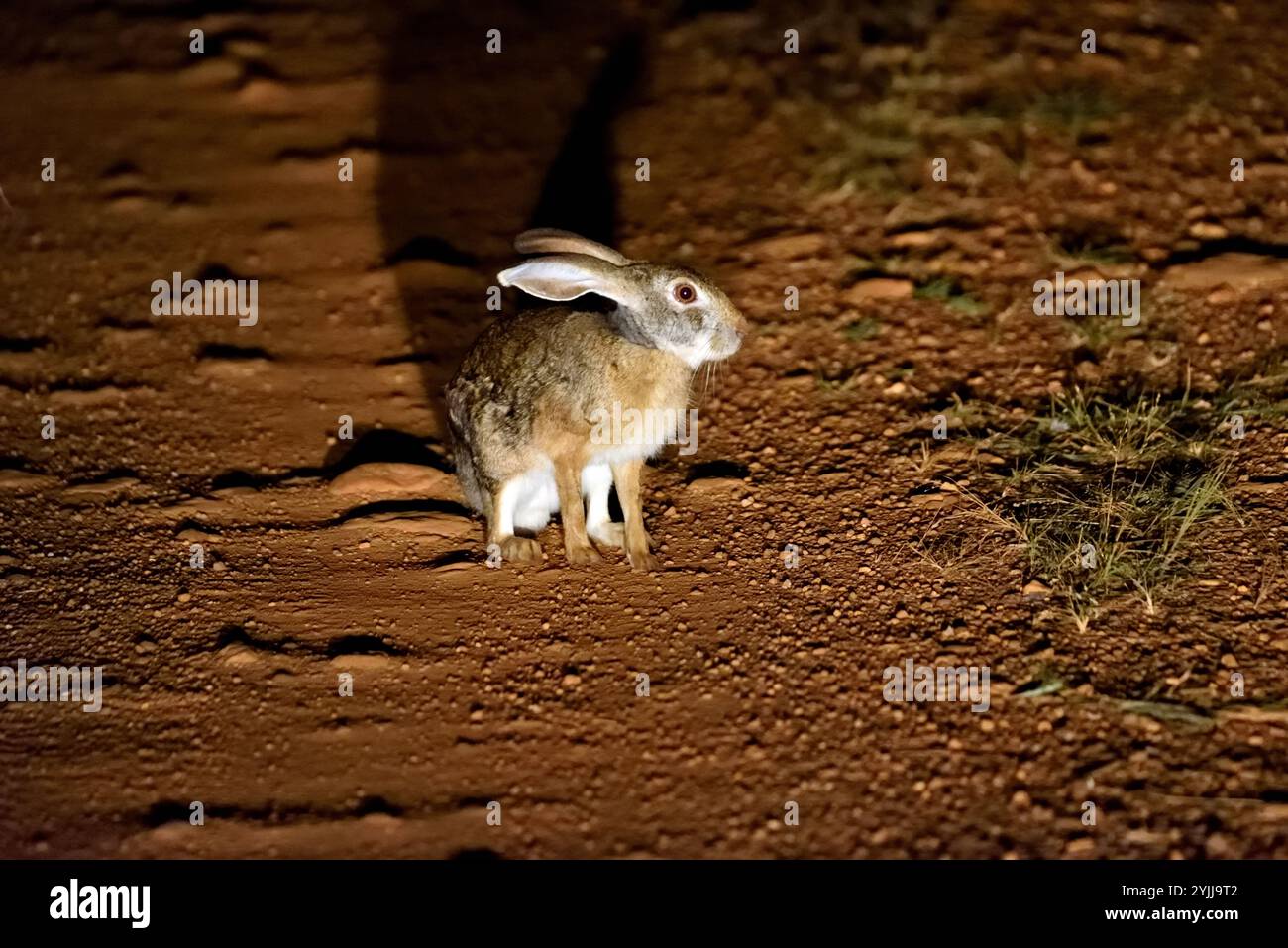 Wild rabbit moving in the dark forest of Tadoba tiger reserve Stock ...
