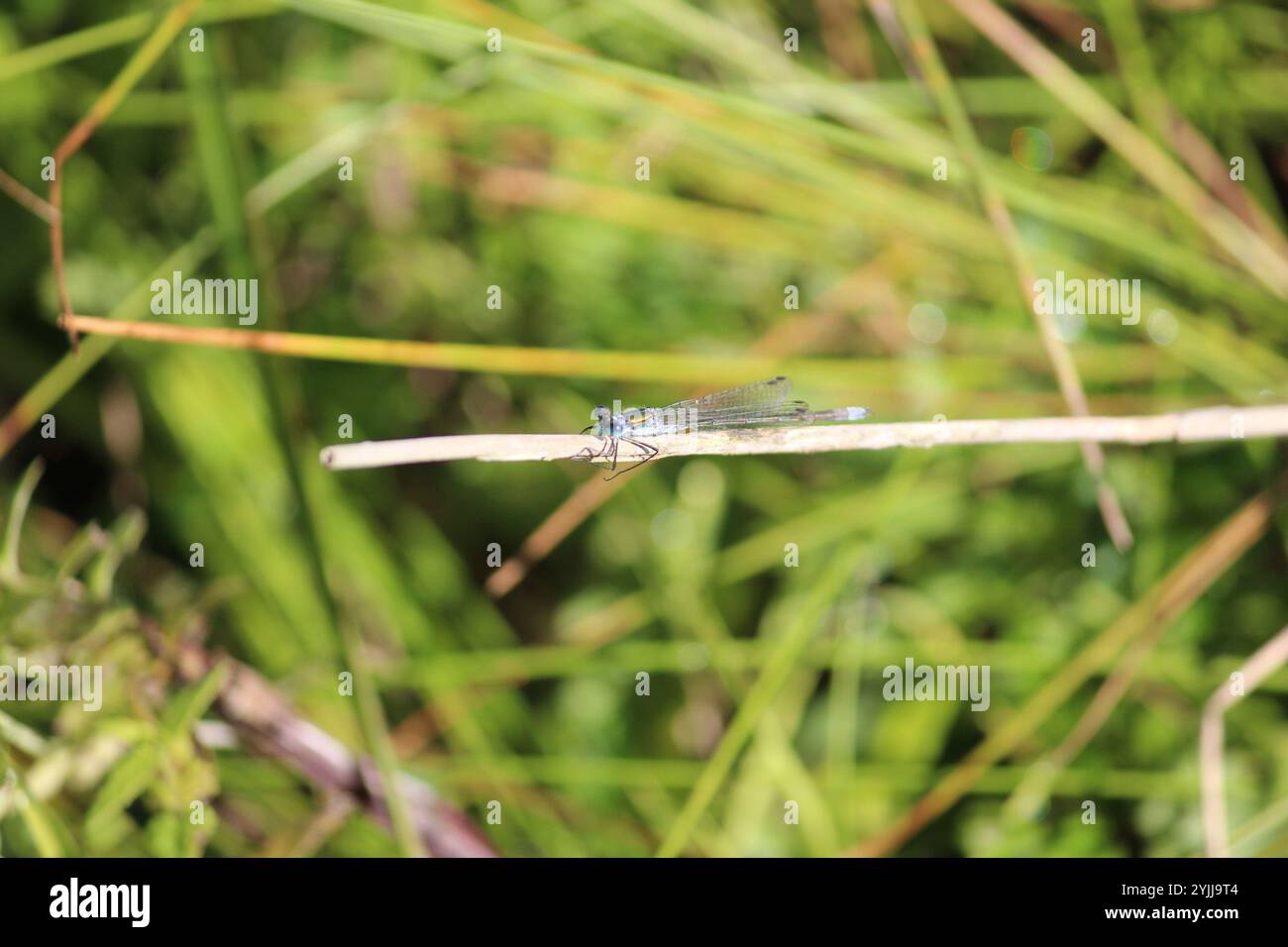 Common Spreadwing (Lestes sponsa Stock Photo - Alamy