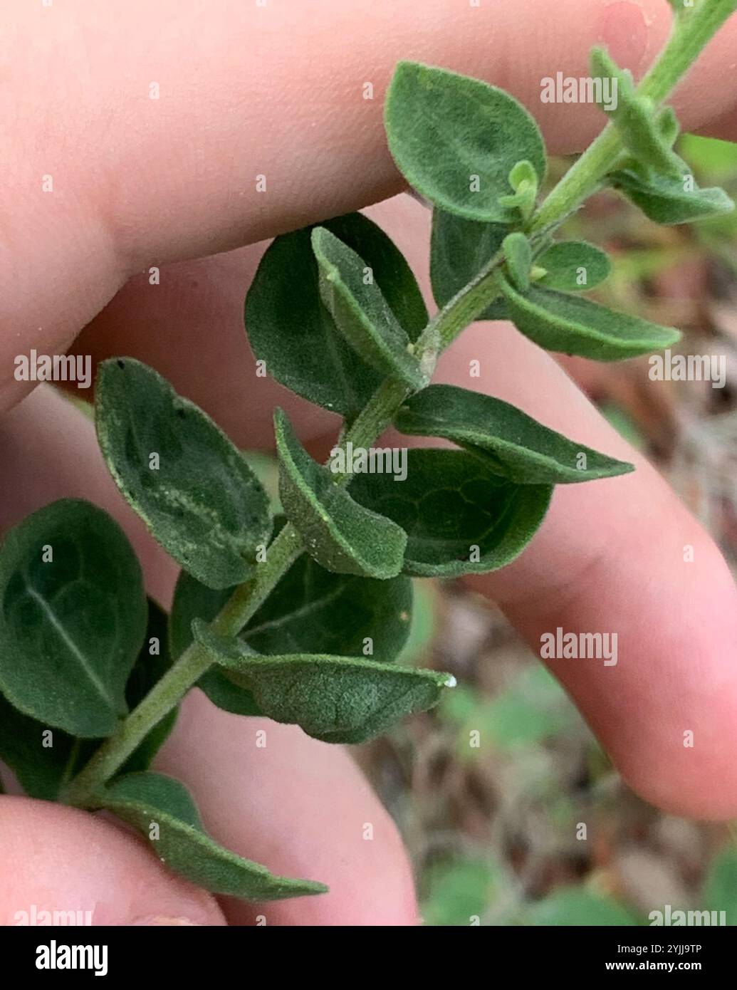 Dixie aster (Sericocarpus tortifolius Stock Photo - Alamy