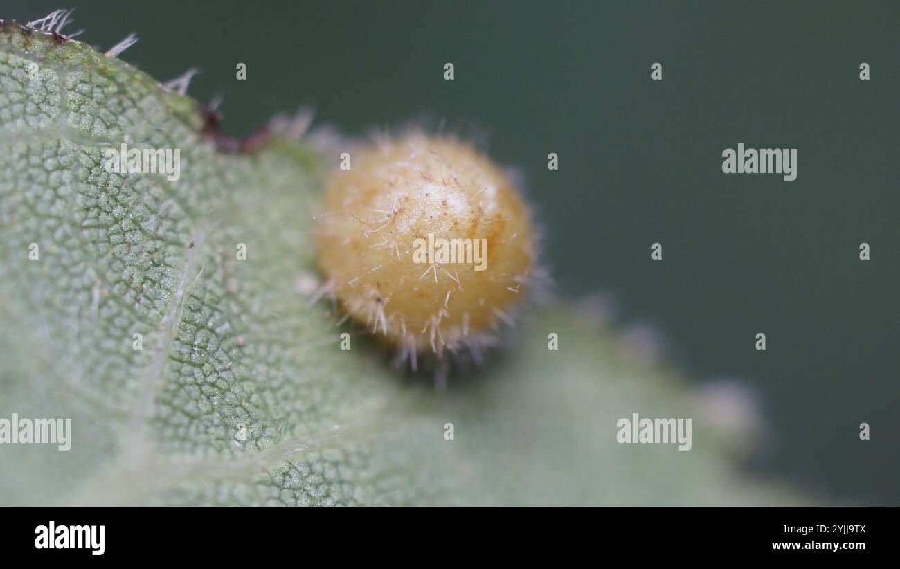 Hickory Placenta Gall Midge (Caryomyia thompsoni Stock Photo - Alamy