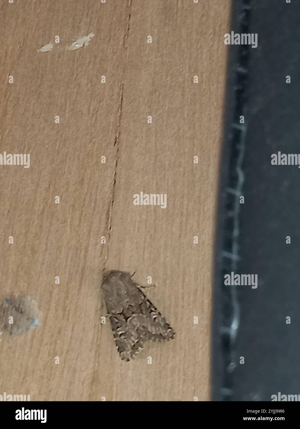 Flounced Rustic (Luperina testacea Stock Photo - Alamy