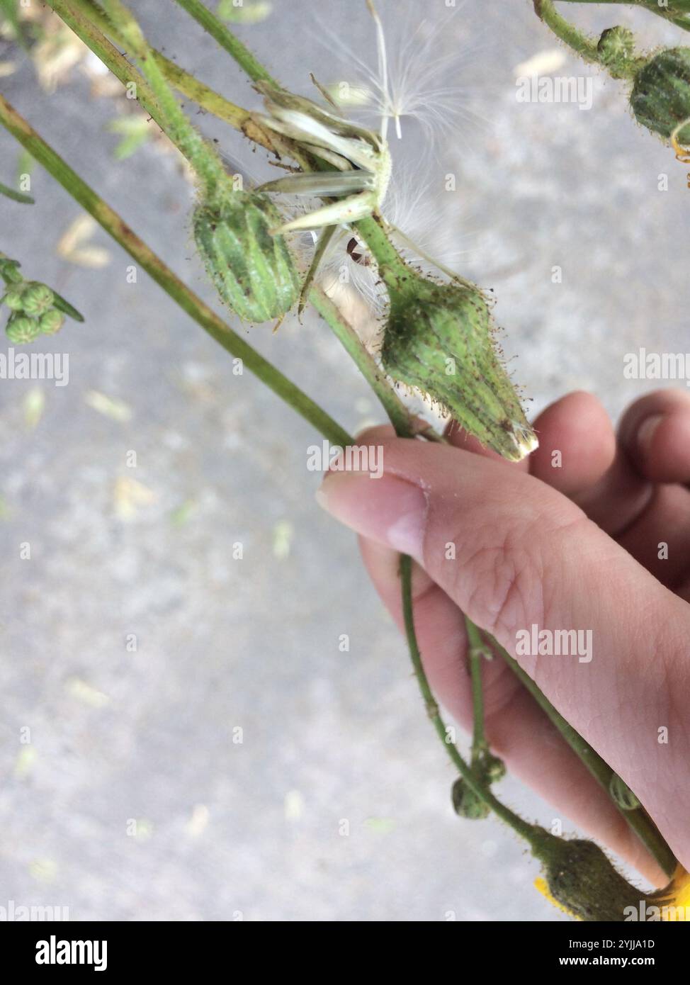 glandular field sowthistle (Sonchus arvensis arvensis Stock Photo - Alamy