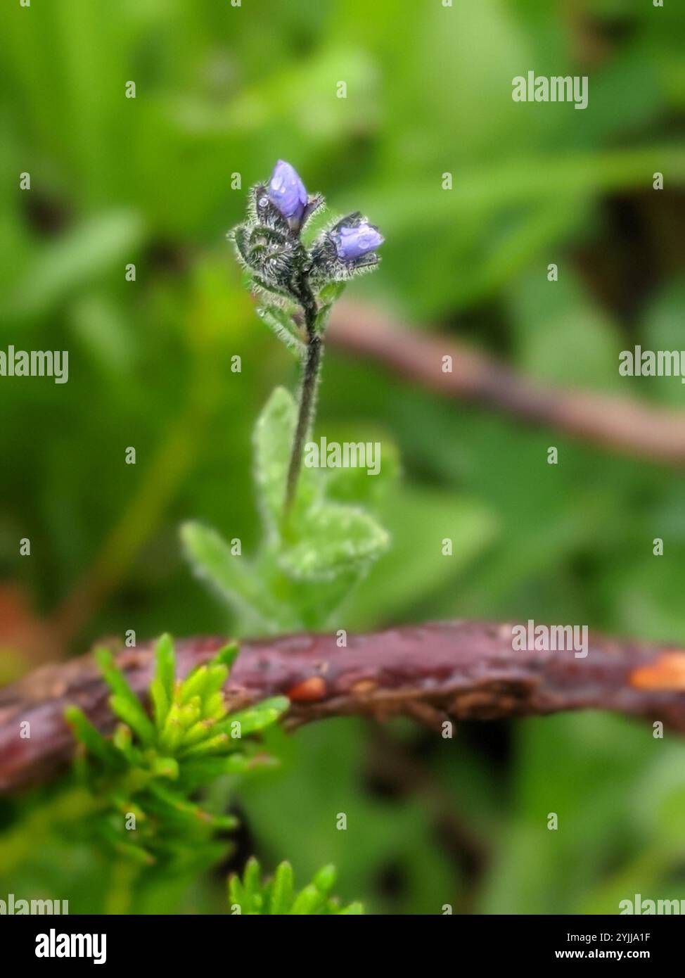 American alpine speedwell hi-res stock photography and images - Alamy