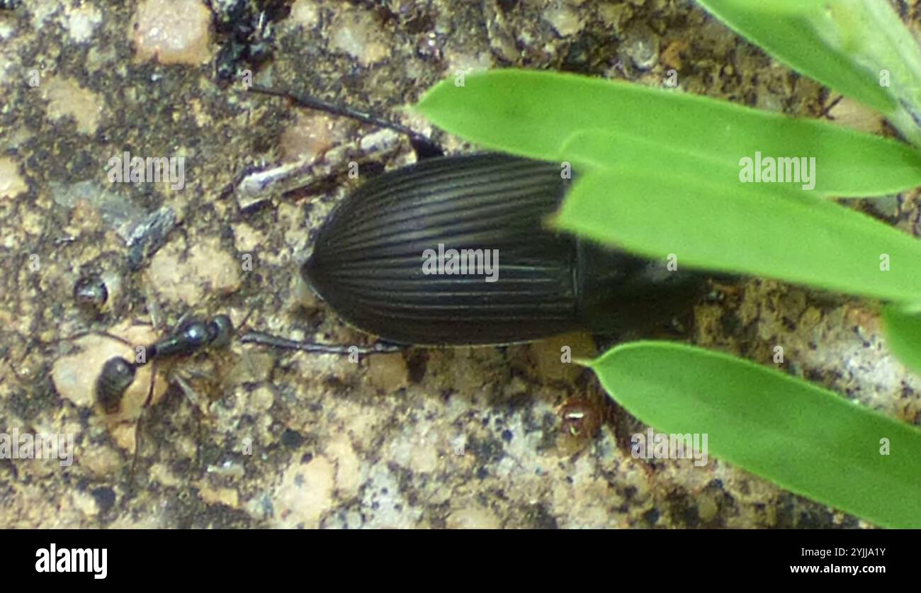 Rustic Harp Ground Beetle (Anisodactylus rusticus Stock Photo - Alamy