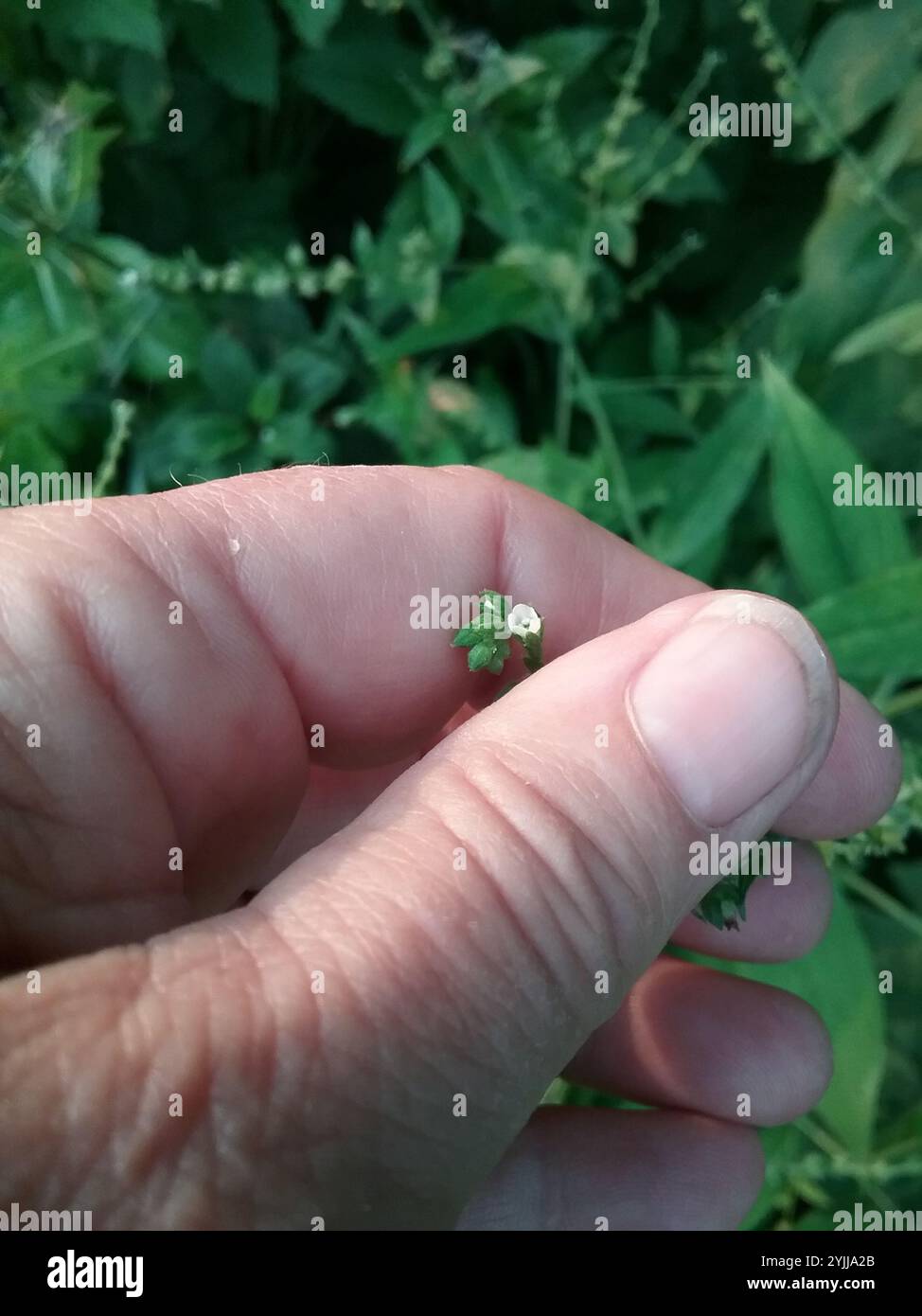 virginia stickseed (Hackelia virginiana Stock Photo - Alamy