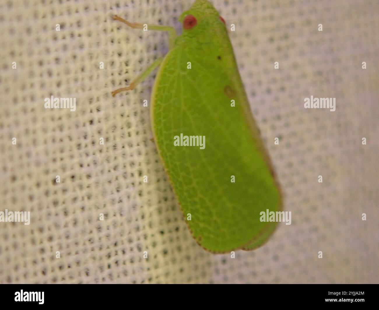Green Cone-headed Planthopper (Acanalonia conica Stock Photo - Alamy
