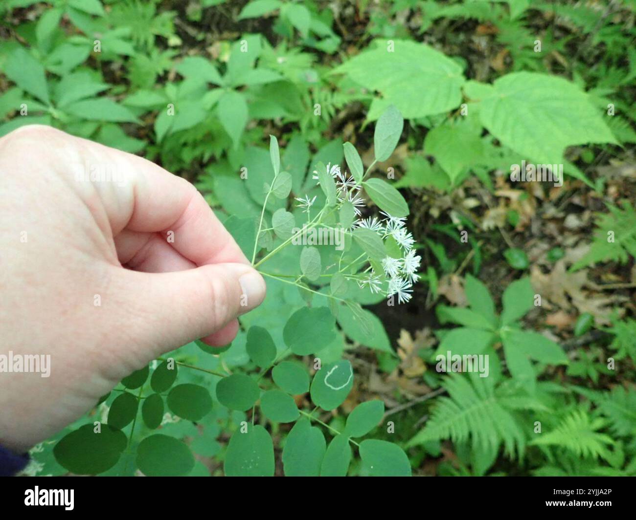 tall meadow-rue (Thalictrum pubescens Stock Photo - Alamy