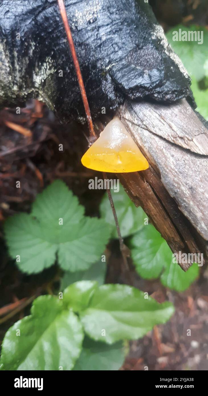 alpine jelly cone (Guepiniopsis alpina Stock Photo - Alamy