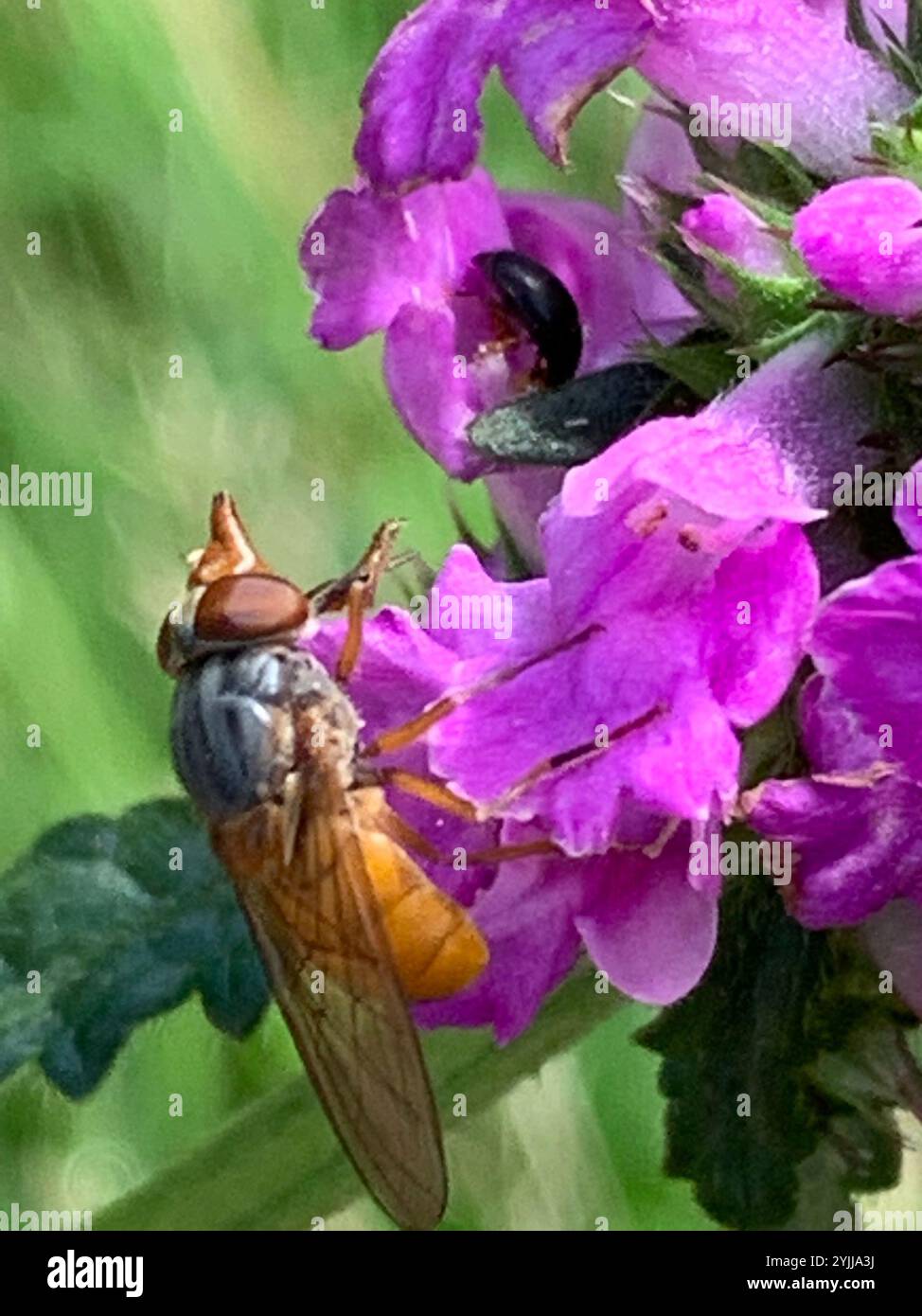 Rhingia rostrata hi-res stock photography and images - Alamy