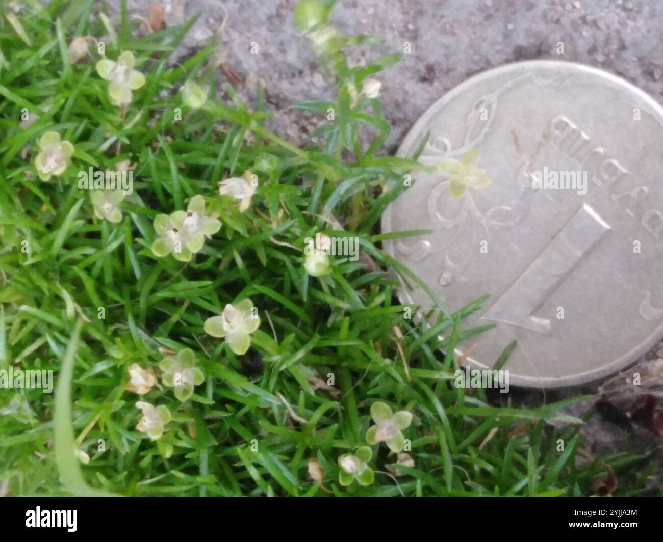 Procumbent Pearlwort (Sagina procumbens Stock Photo - Alamy