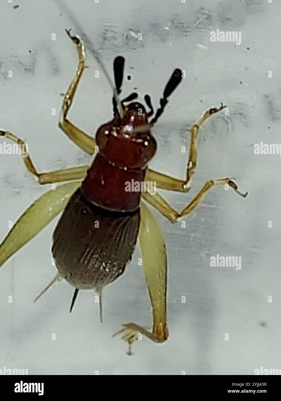 Red-headed Bush Cricket (Phyllopalpus pulchellus Stock Photo - Alamy