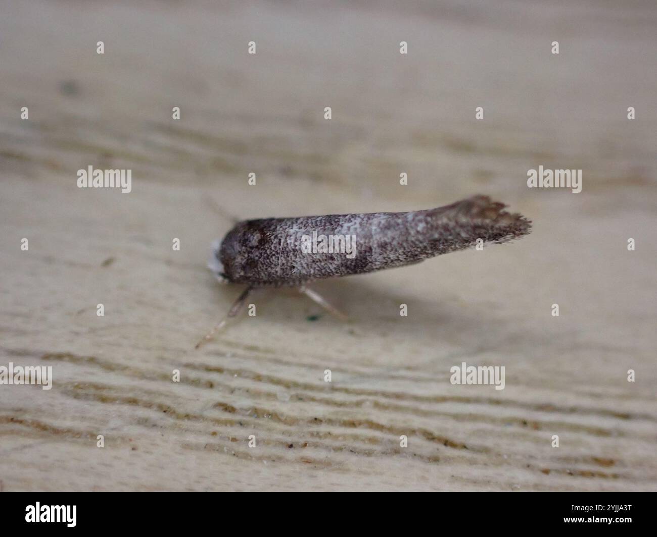 Little Ermel (Swammerdamia pyrella Stock Photo - Alamy