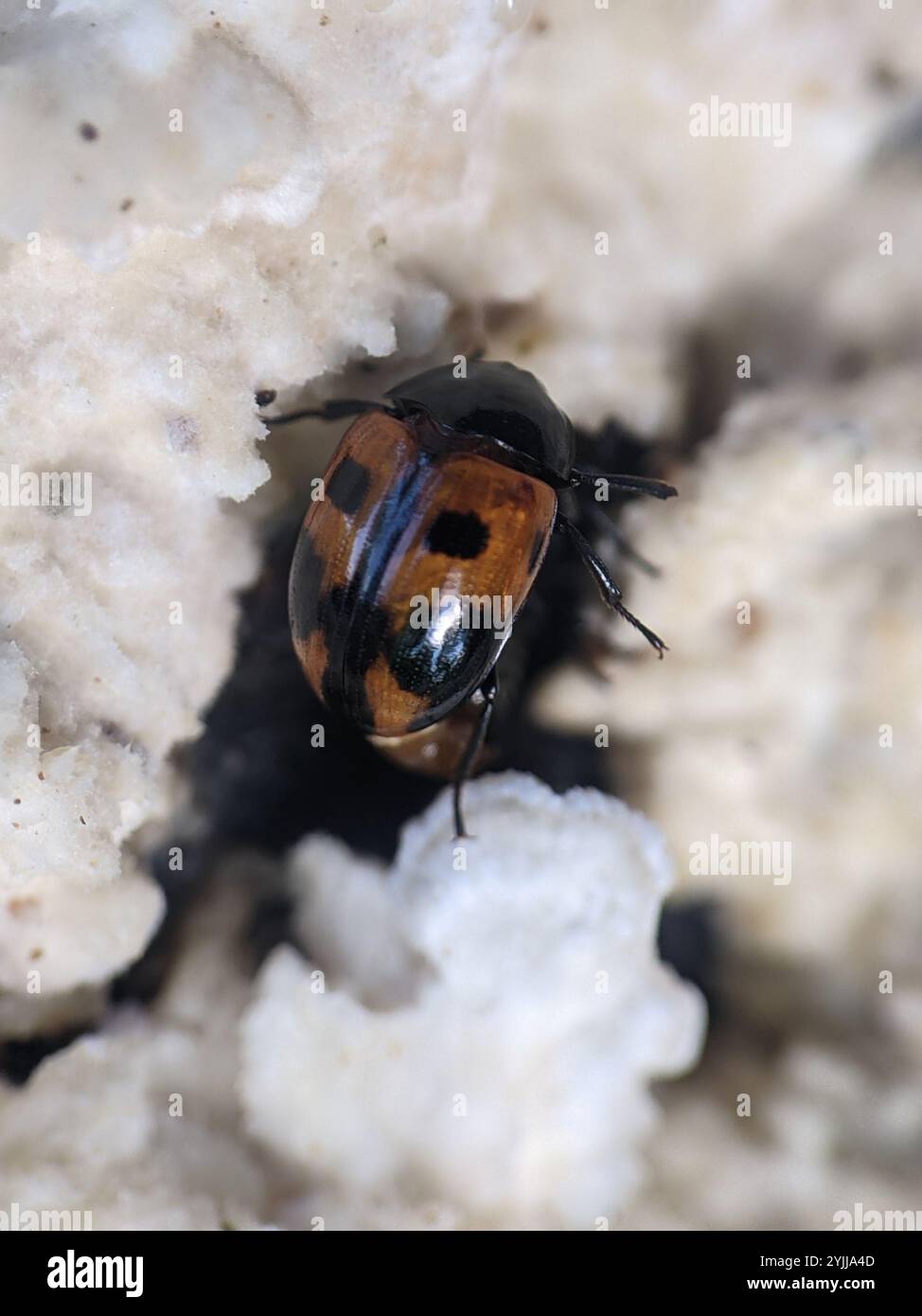 Two-spotted Diaperis (Diaperis maculata Stock Photo - Alamy