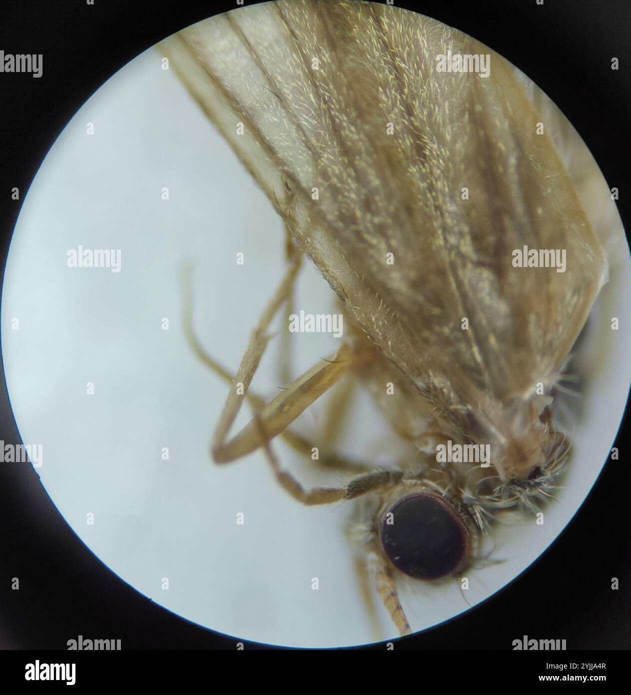 Hydropsyche hi-res stock photography and images - Alamy