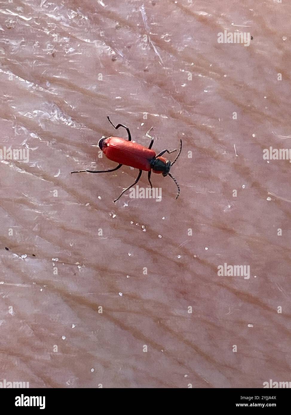 Red Malachite Beetle (Anthocomus rufus Stock Photo - Alamy