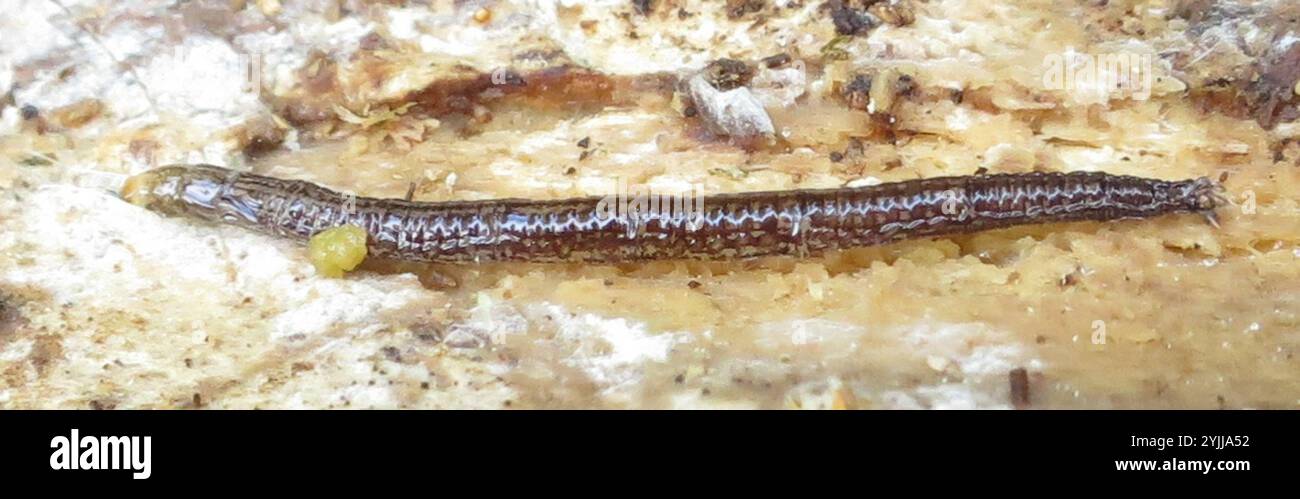 Predatory Fungus Gnats (Keroplatidae Stock Photo - Alamy