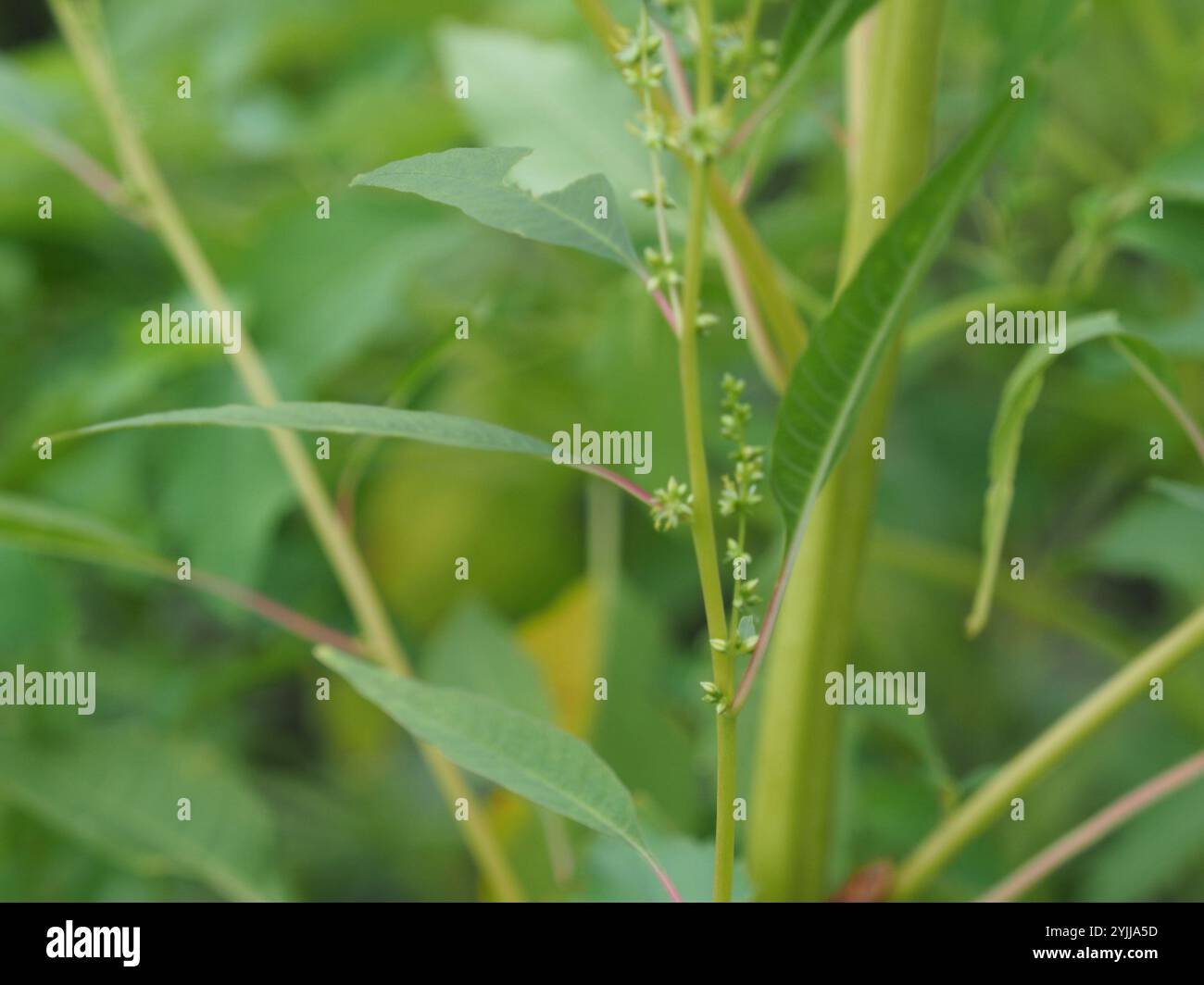 swamp dock (Rumex verticillatus Stock Photo - Alamy