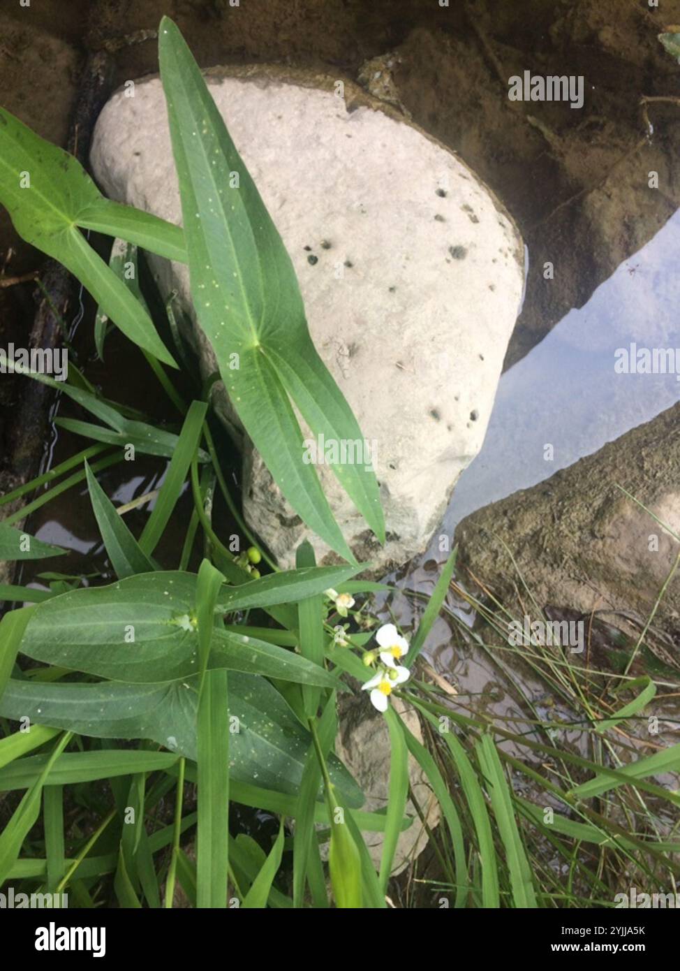 broadleaf arrowhead (Sagittaria latifolia Stock Photo - Alamy