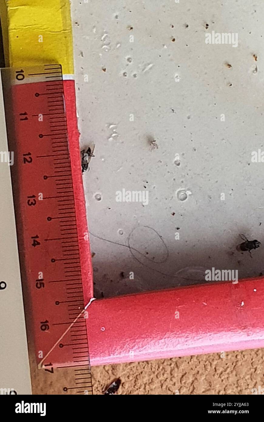 Lesser Asian Yellow Bat (Scotophilus kuhlii Stock Photo - Alamy