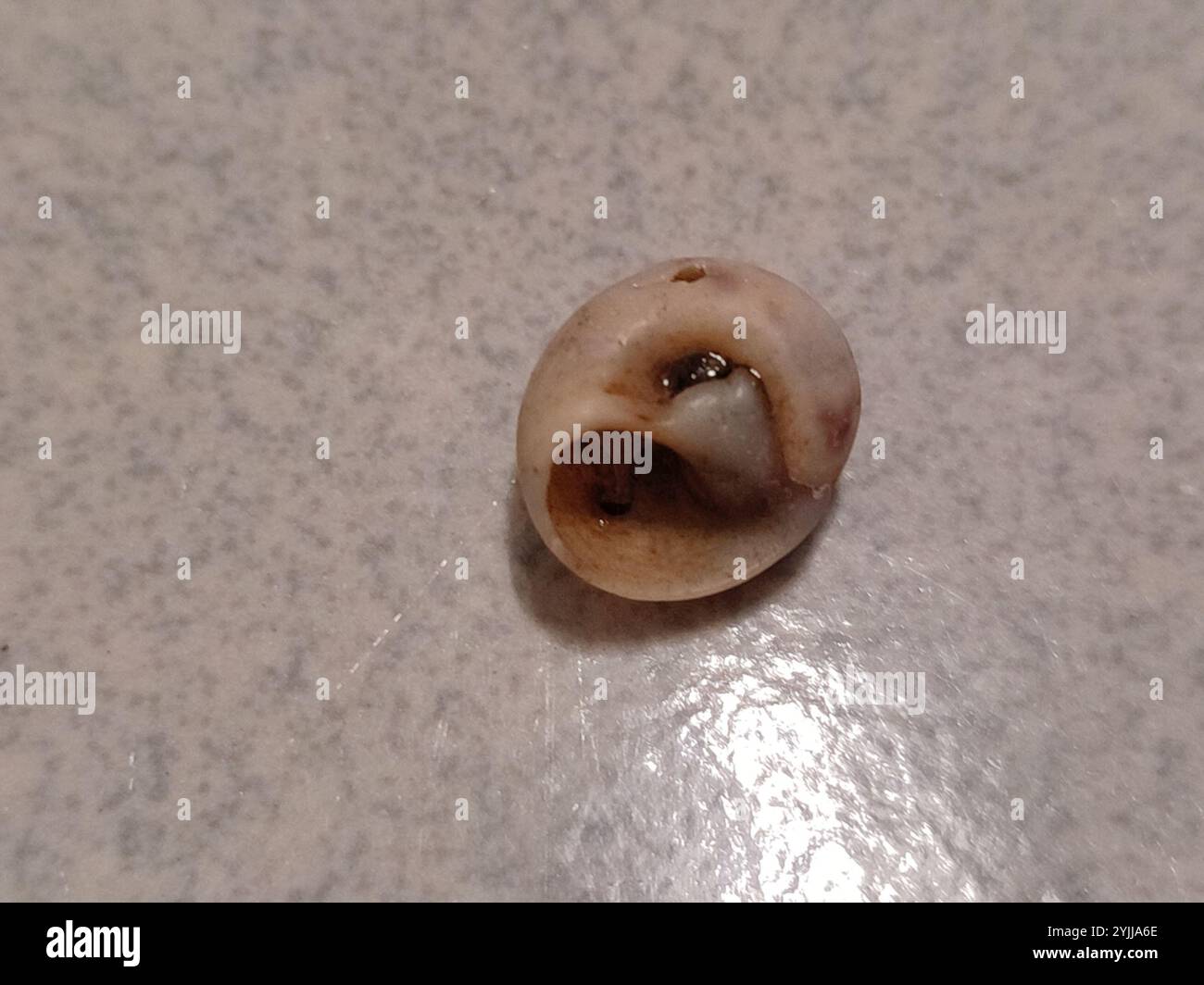 Moon Snails (Naticidae Stock Photo - Alamy