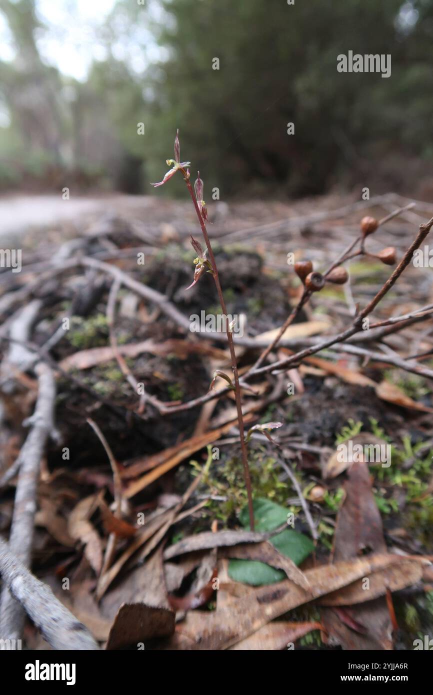 small mosquito-orchid (Acianthus pusillus Stock Photo - Alamy