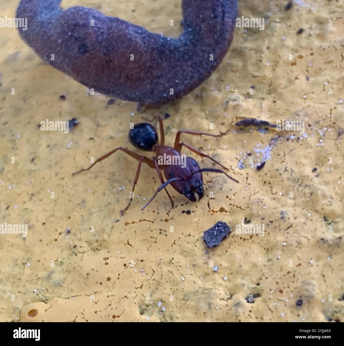 Florida Carpenter Ant (Camponotus floridanus Stock Photo - Alamy