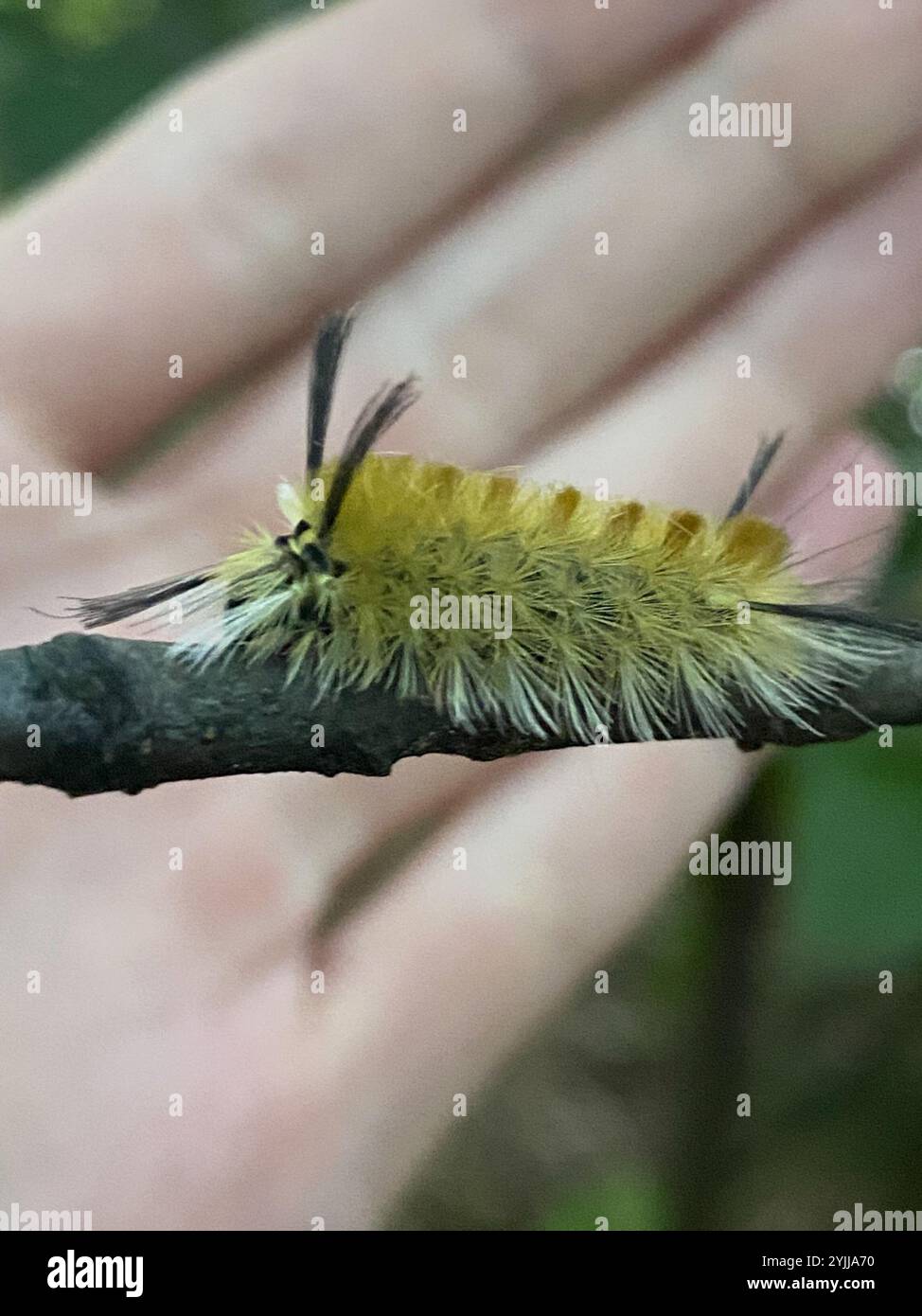 Banded Tussock Moth (Halysidota tessellaris Stock Photo - Alamy