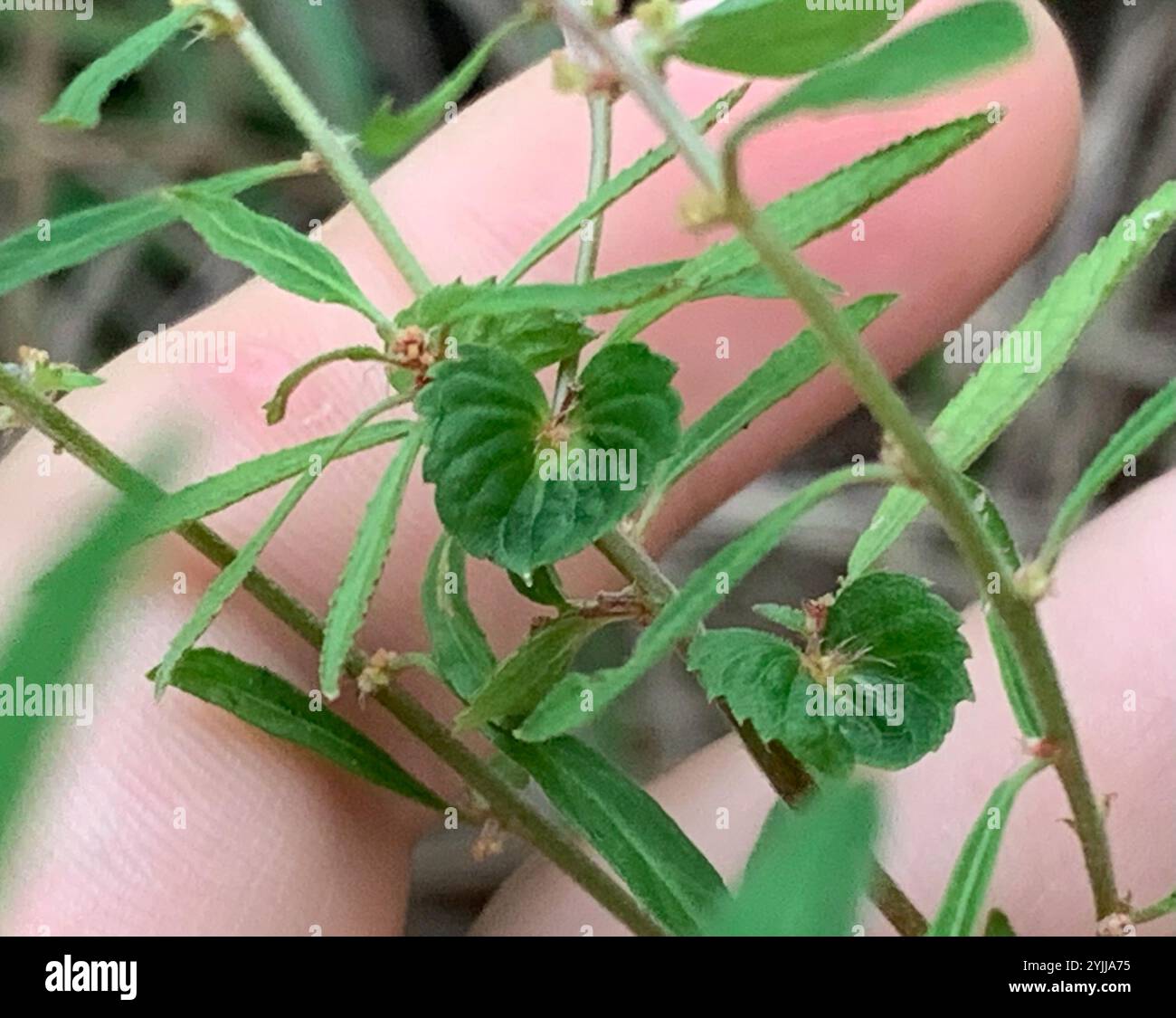 Slender Three-seeded Mercury (Acalypha gracilens Stock Photo - Alamy