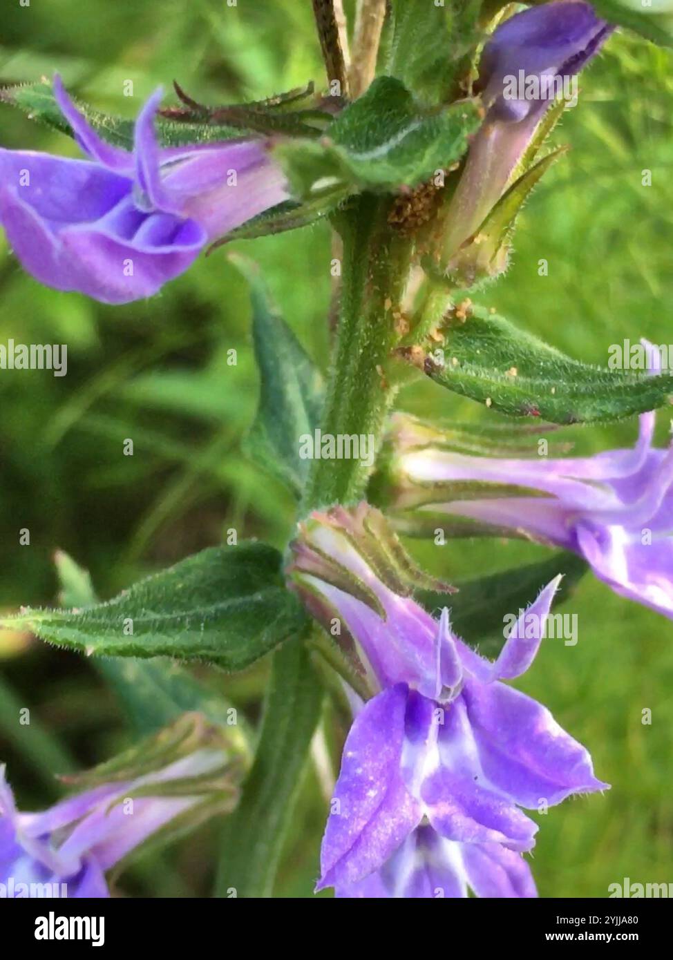downy lobelia (Lobelia puberula Stock Photo - Alamy