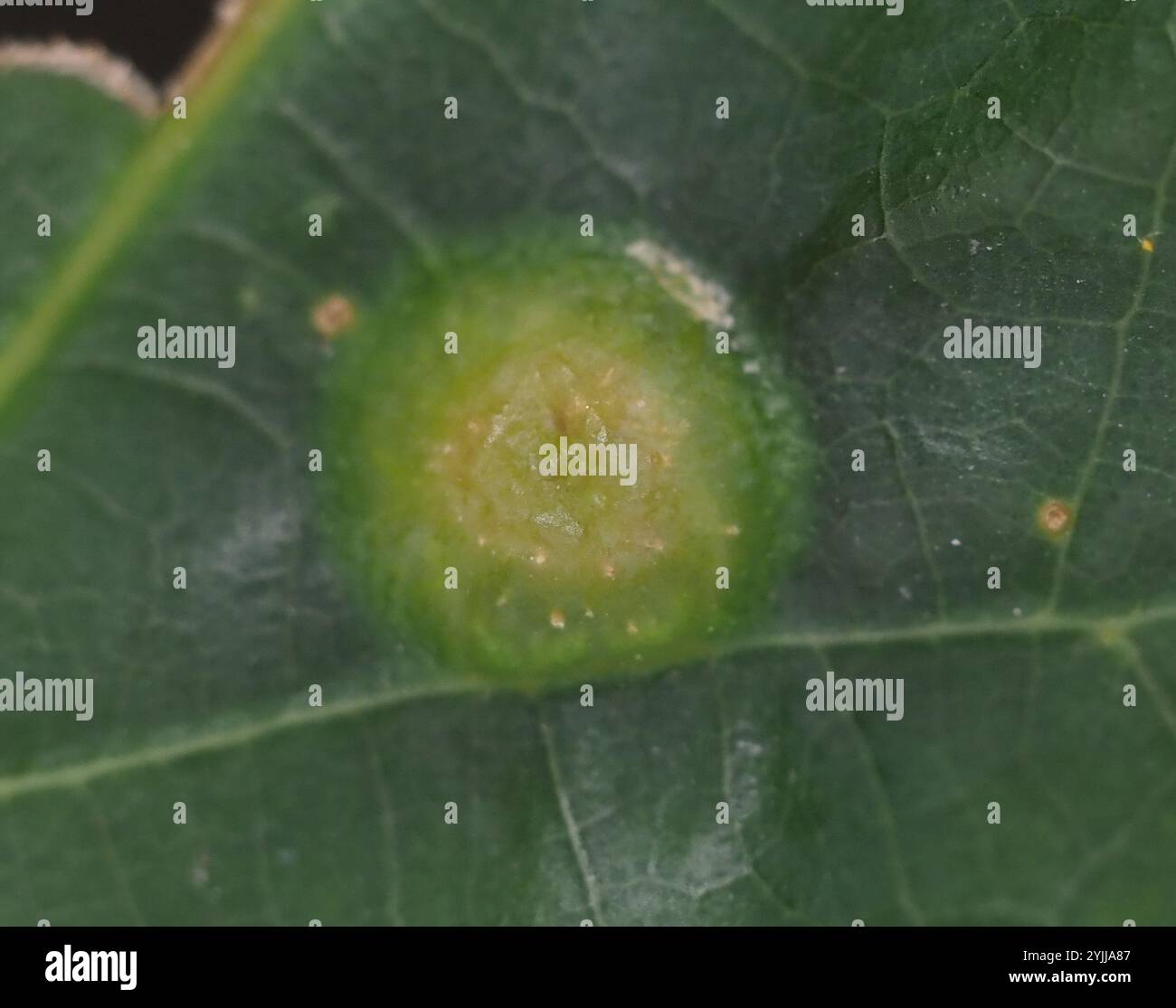 Oak Wart Gall Wasp (Callirhytis quercusfutilis Stock Photo - Alamy