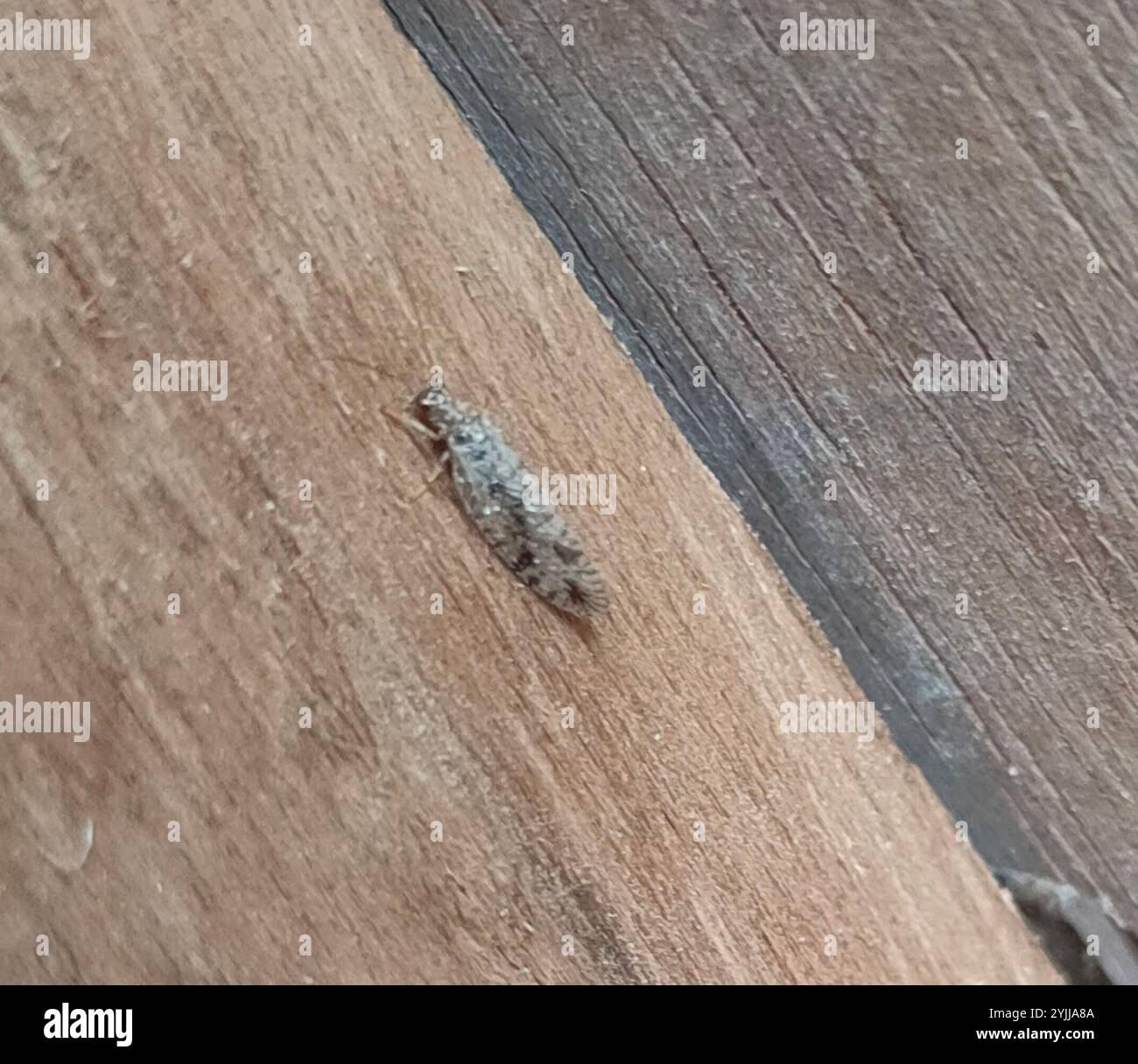 Variegated Brown Lacewing (Micromus variegatus Stock Photo - Alamy